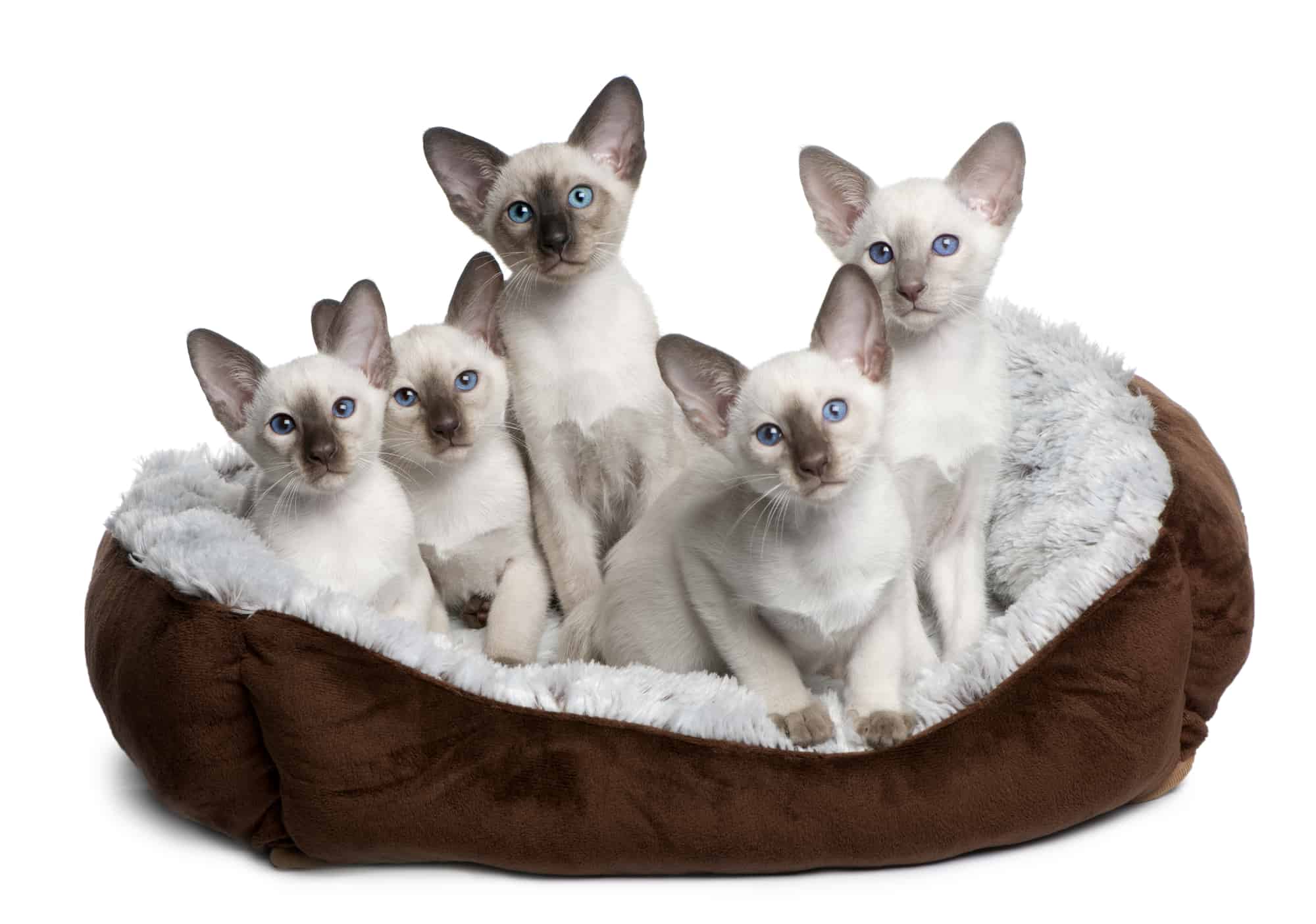 Lilac Point Siamese Cats: 3 Interesting Facts
