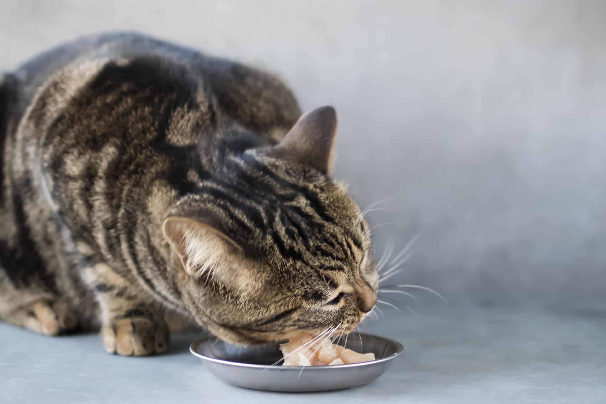 Can Cats Eat Raw Chicken? 3 Risks Involved Revealed