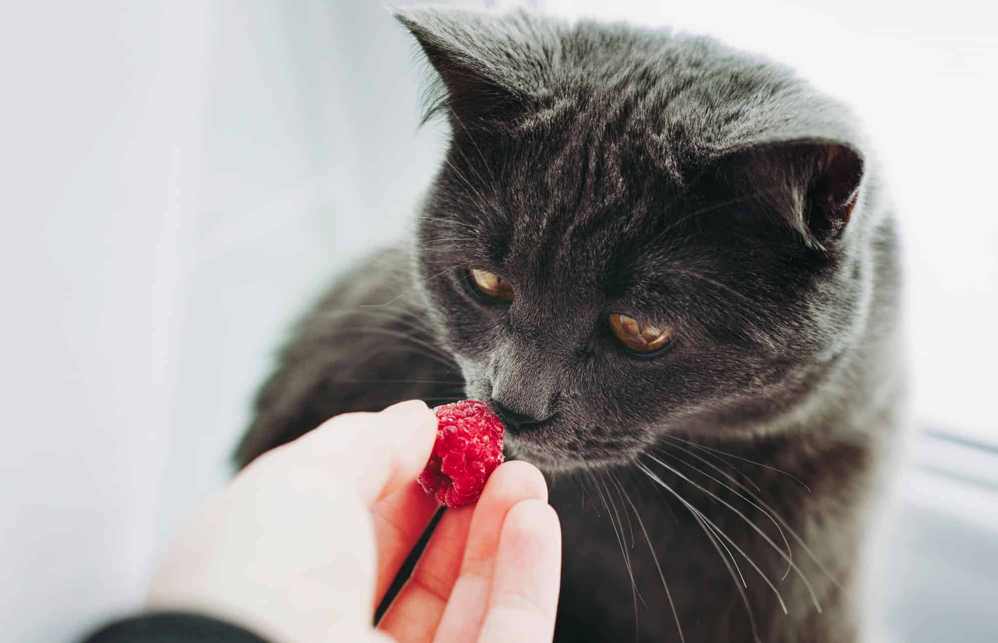 Can Cats Eat Raspberries? Pros And Cons + 3 Best Recipes!