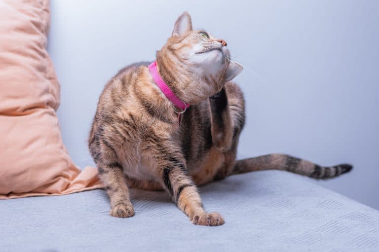 How To Tell If Cat Has Fleas: 11 Best Telltale Signs Revealed