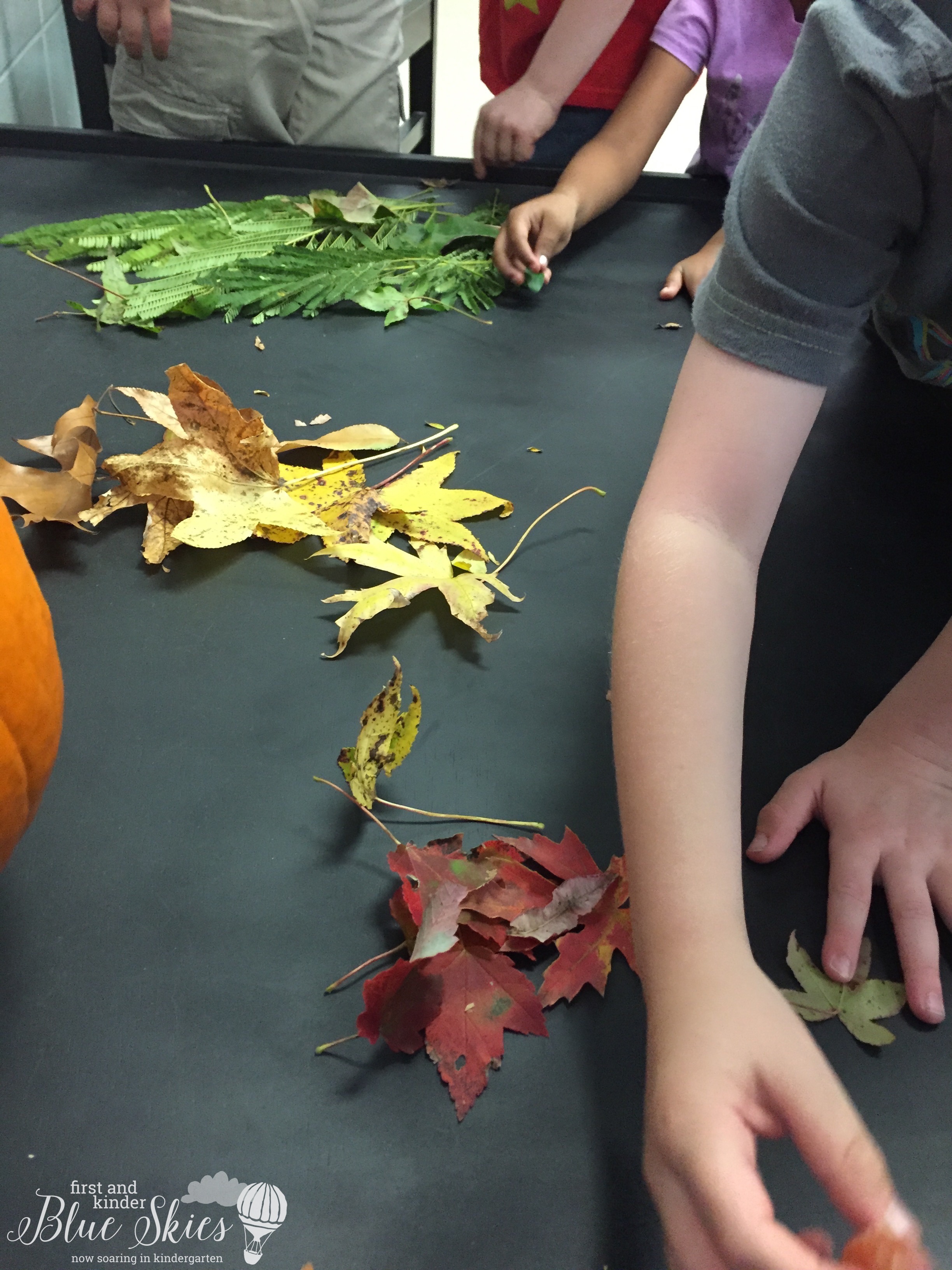 Leaf Hunt and a Contest from Scholastic - First Grade Blue Skies