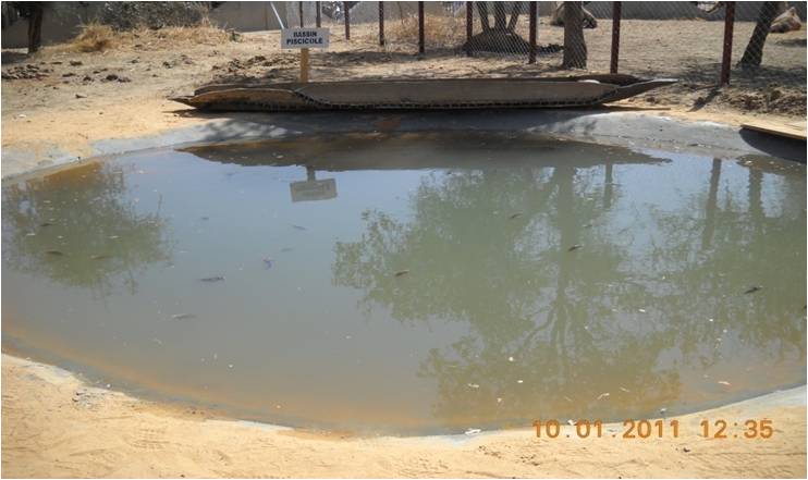 Petit étang pour l'élevage du poisson (Tchad) | Fish Consulting Group