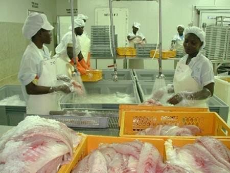 Industrial fish processing in Uganda | Fish Consulting Group