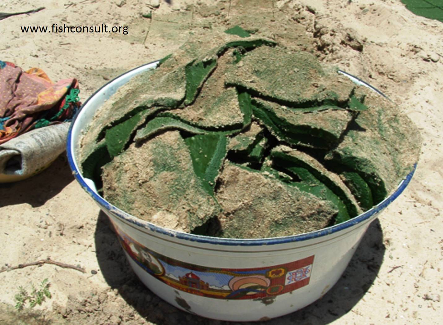 Spirulina processing and Dihu consumption in Chad | Fish Consulting Group