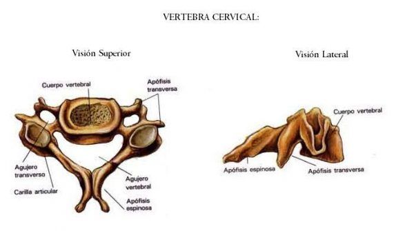 La COLUMNA VERTEBRAL [Anatomía] VÍDEOS y Teoría | Anatomí­a