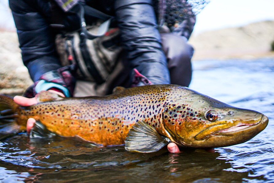 When the Stars Align – Giant Kyped Brown Trout - Flylords Mag