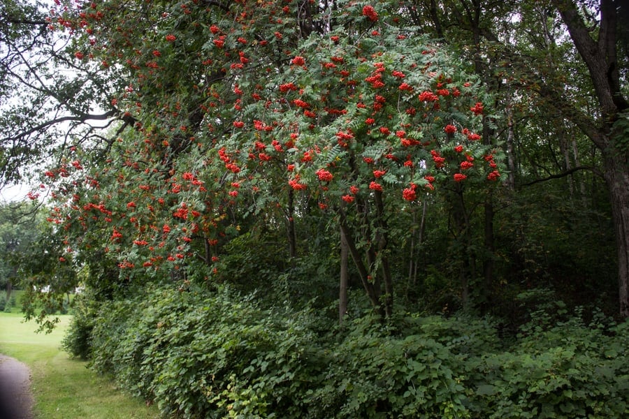 Cooking With Rowan Berries