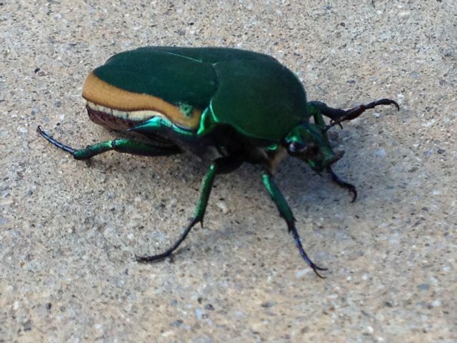 Scarab Beetle | Frankly, My Dear
