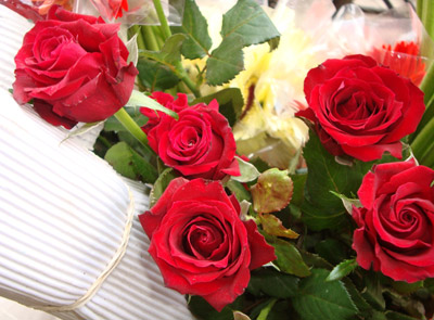 Red Roses - Free Downloads and Add-ons for Photoshop