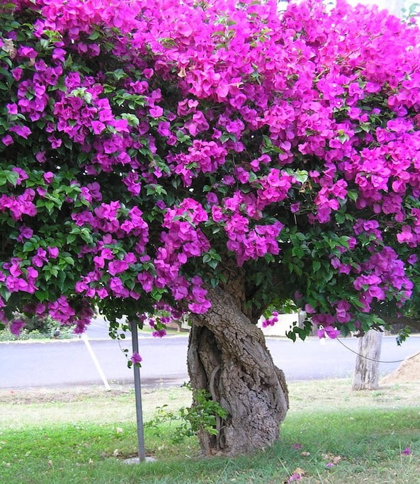 How to grow bougainvillea - GardenDrum
