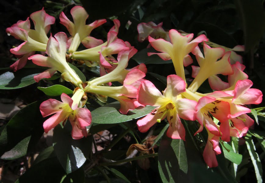 How to prune vireya rhododendron - GardenDrum