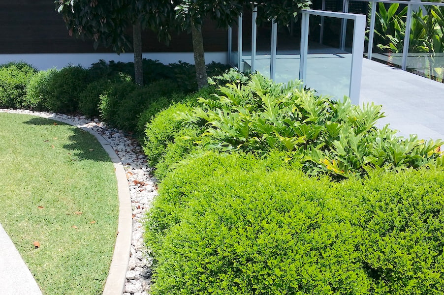 Choosing plants for subtropical hedges - GardenDrum