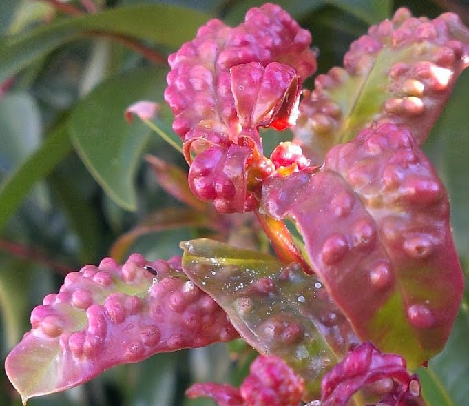 Wisdom from a plant whisperer - GardenDrum