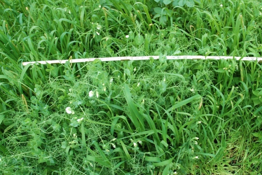 Building Healthy Soils in Vegetable Gardens: Cover Crops Have Got It ...