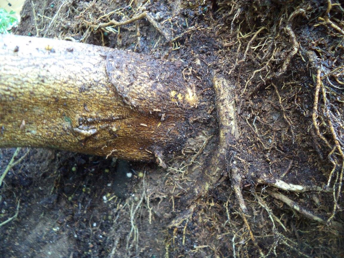 A Resilient Citrus Tree Rebounds – The Garden Professors™