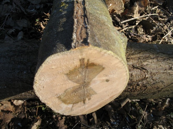 Woodpeckers: Friends or Foes? – The Garden Professors™