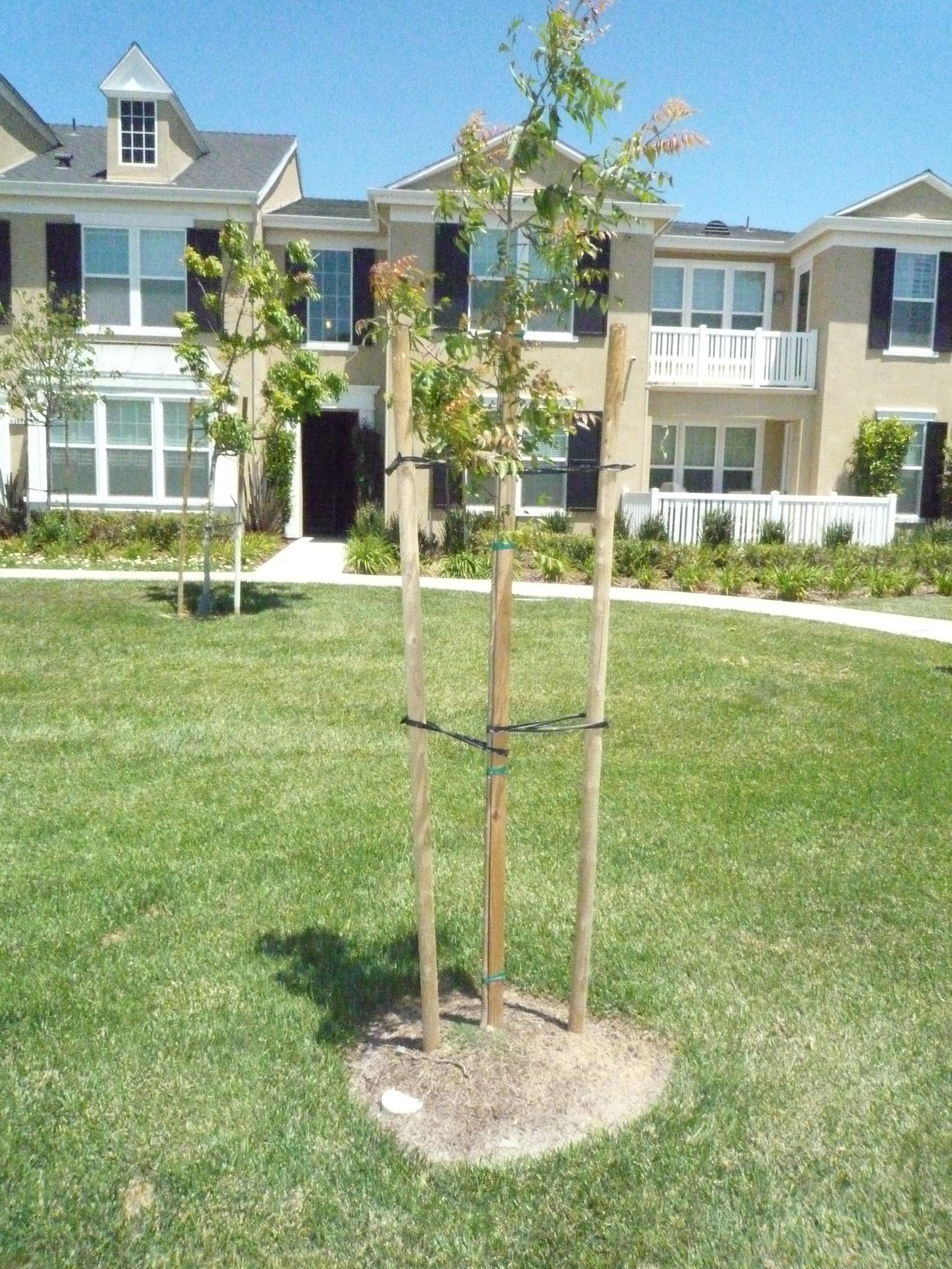 Problems with Planting Trees – The Garden Professors™