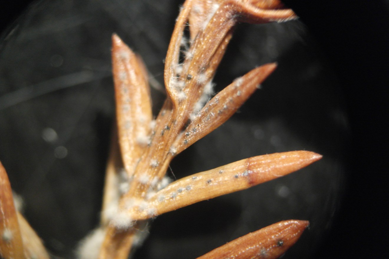 Understanding mysteries of plant diseases: Diagnosis and Detection ...