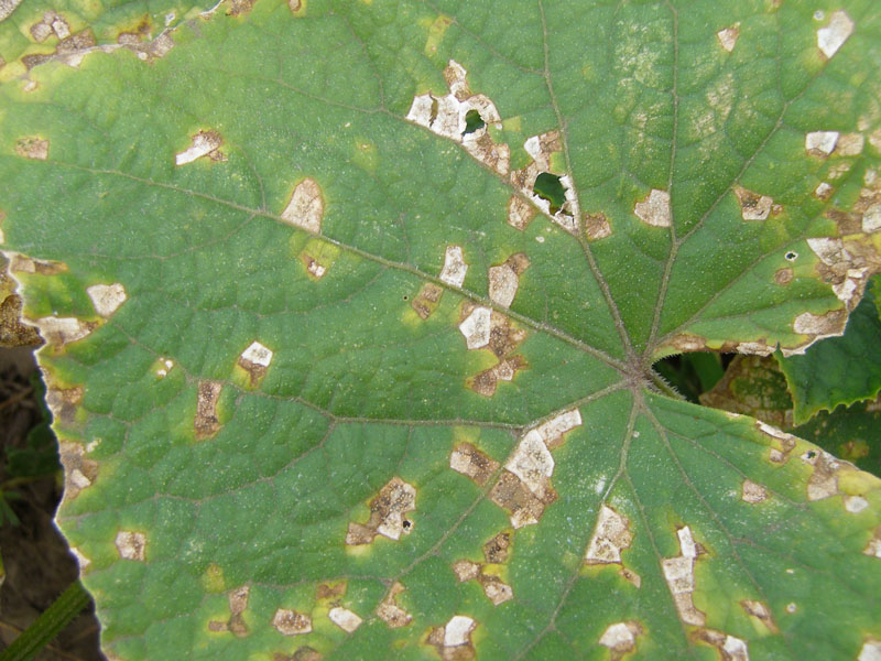 Plant Disease Primer: Part 1 – Shaping up the causes, signs, and ...