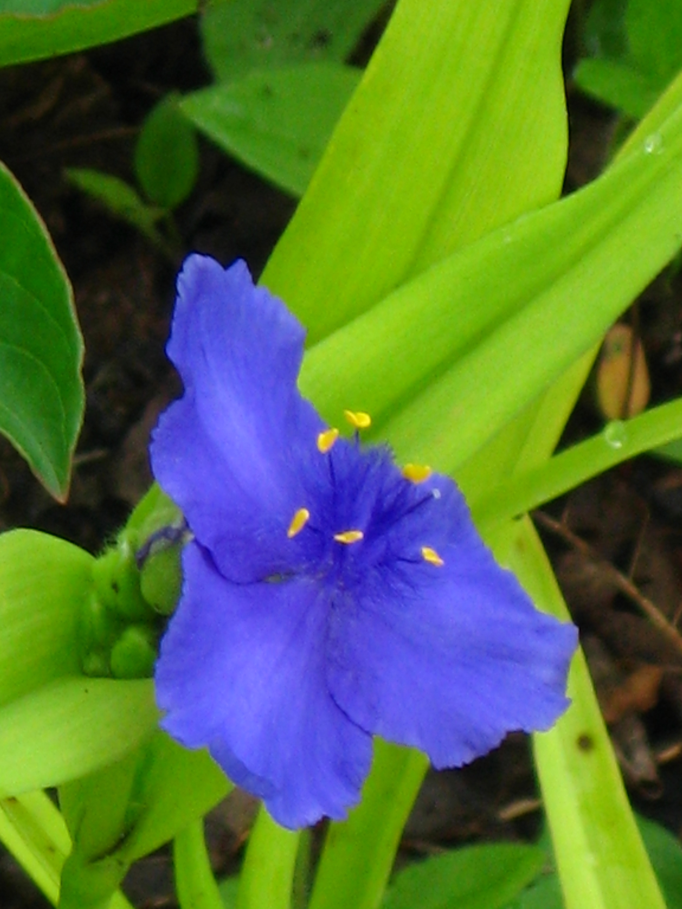 Wildflower Tale-Spiderwort | Gardens Eye View
