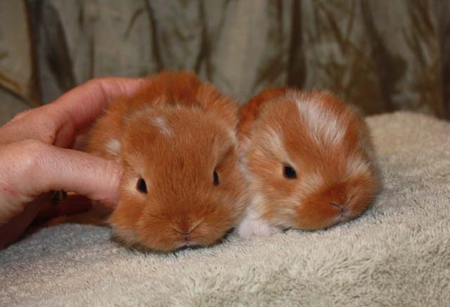 Holland Lop Rabbits | Green Barn Farm Blog
