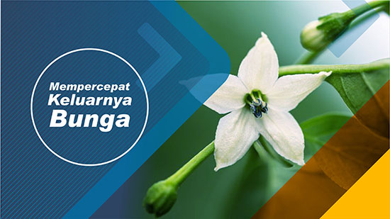 Pupuk Cabe - Terbukti Mencegah Antraknosa & 255Juta Sekali Panen