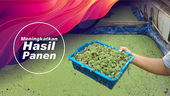 Pupuk Azolla GDM - Terbukti Keuntungan Meningkat 47%