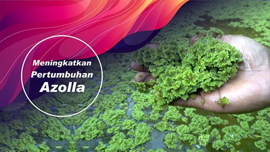 Pupuk Azolla GDM - Terbukti Keuntungan Meningkat 47%