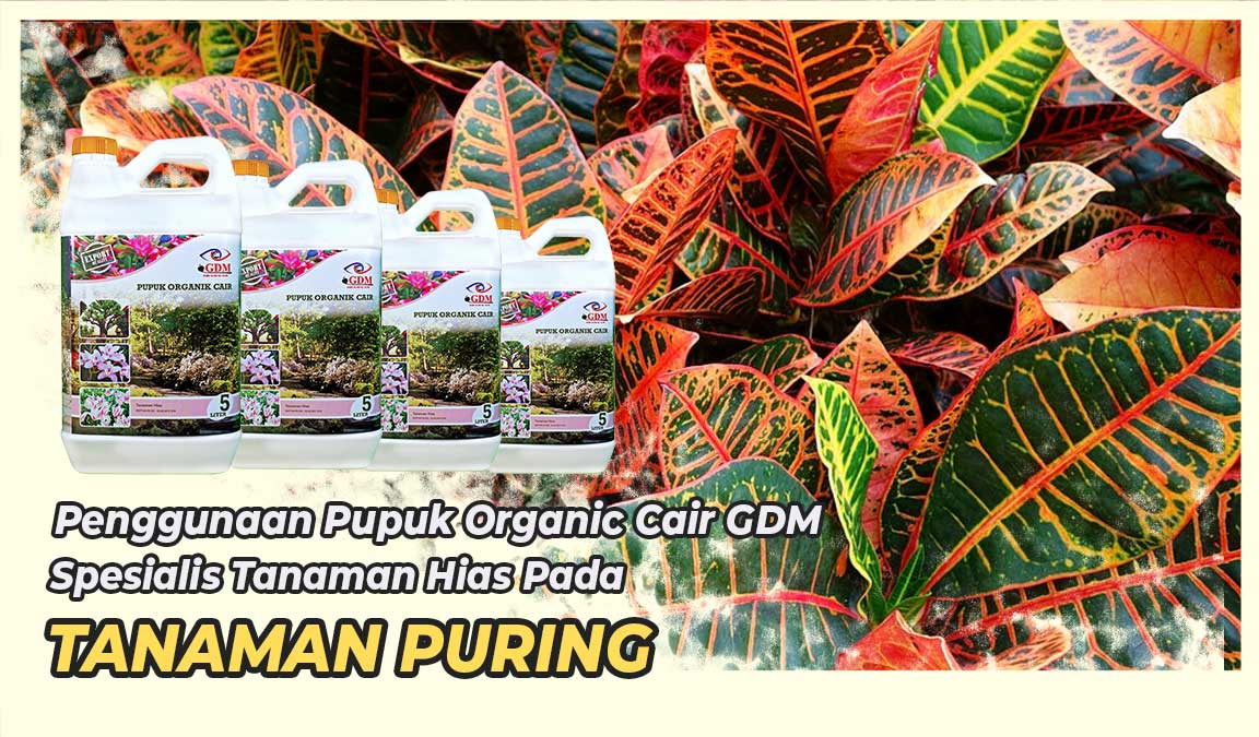 Cara Menanam Bunga Puring Agar Lebih Subur Ngejreng Dan Indah