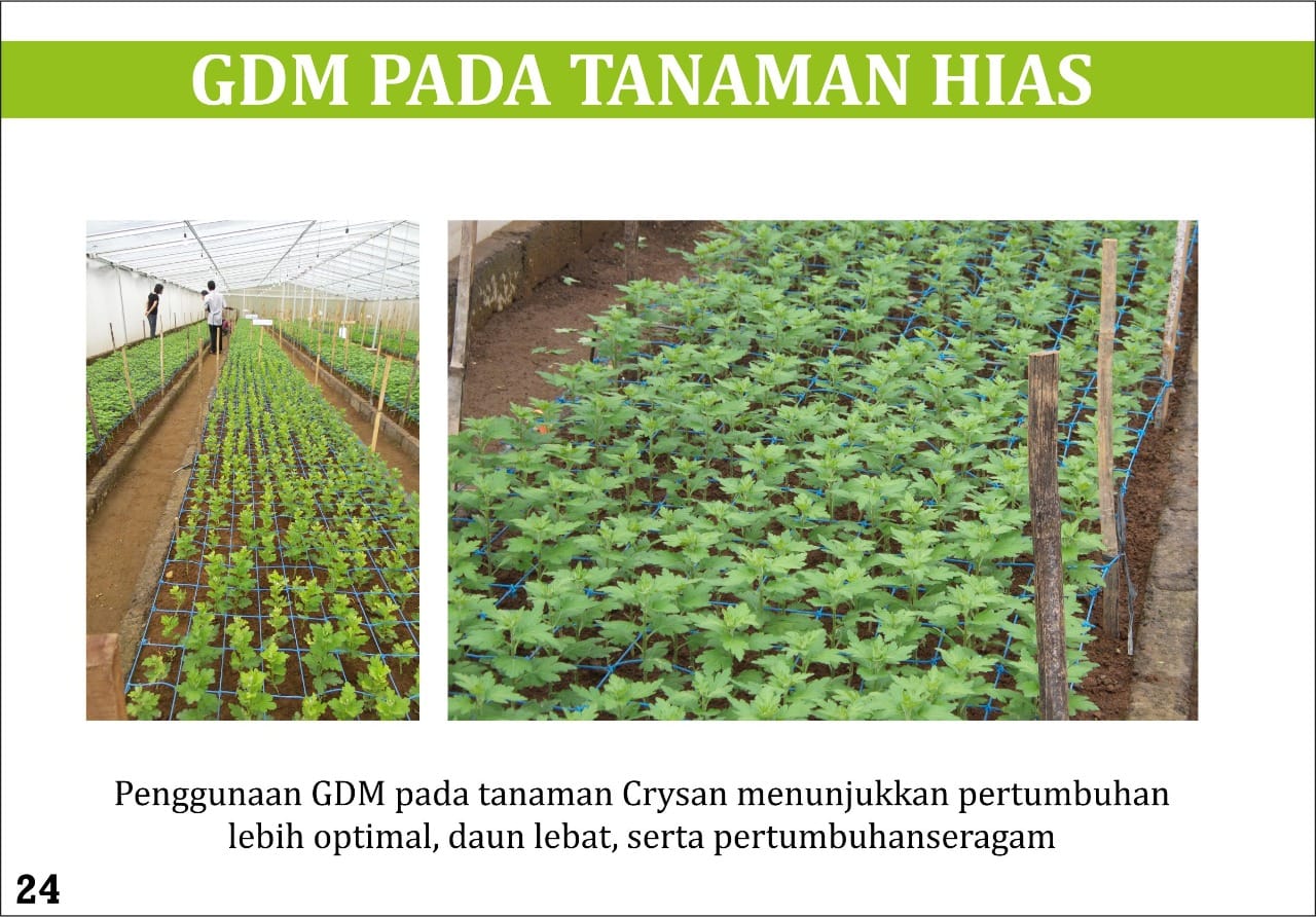 Berikut Cara Menanam Bunga Krisan Agar Cepat Berbunga