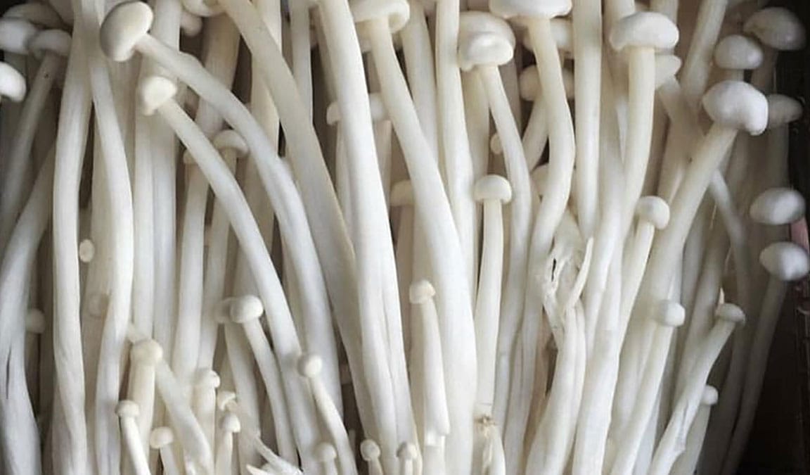 Lagi Hits dan Berpeluang Besar, Ini Dia Budidaya Jamur Enoki Untuk Pemula