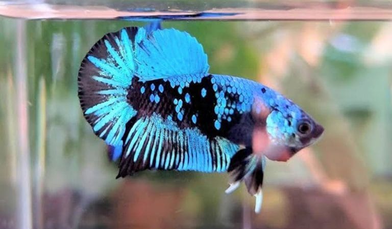 Ikan Cupang Avatar: Jenis, Ciri-ciri, Cara Merawat Hingga Harga