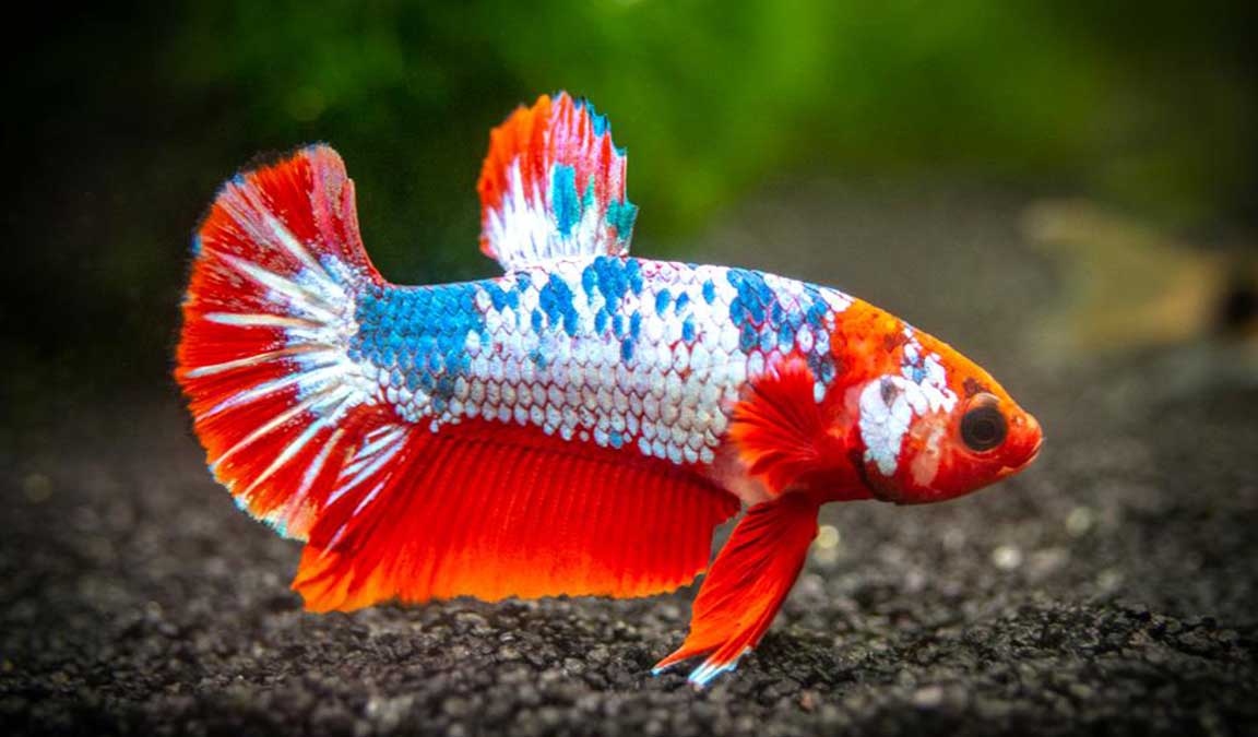 Ikan Cupang Fancy: Jenis, Ciri-ciri, Cara Merawat Hingga Harga