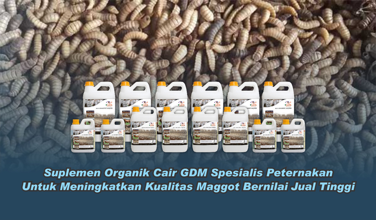 Cara Budidaya Maggot BSF Untuk Pemula Di Rumah Tanpa Bau