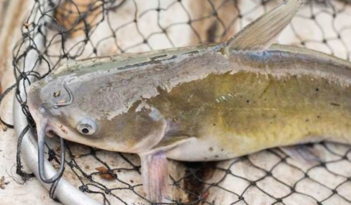 Cara Budidaya Ikan Lele di Ember Mudah Bagi Pemula