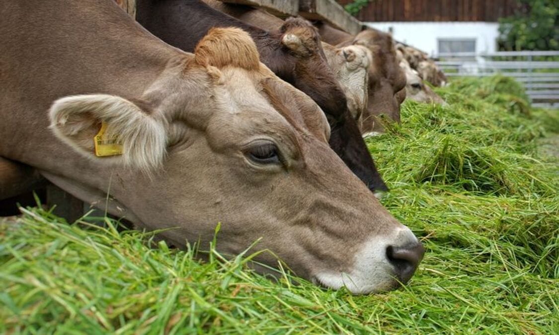 Penyakit Sapi: Jenis, Penyebab, Cara Mengatasi dan Pencegahannya