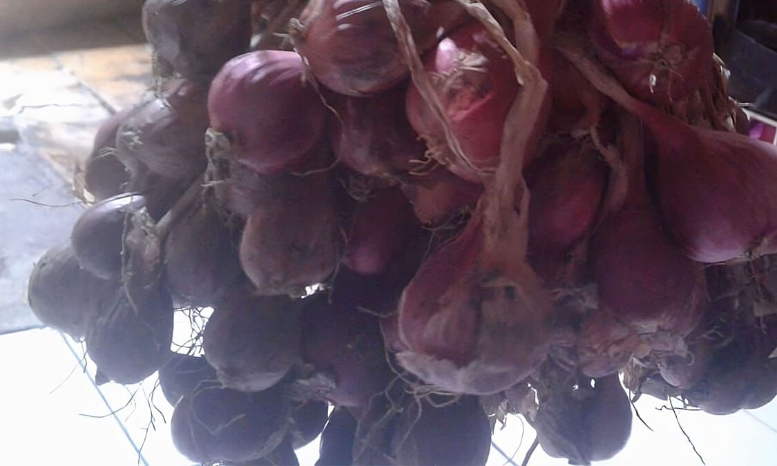 Pupuk Bawang Merah yang bagus: Raih Keuntungan hingga 600%
