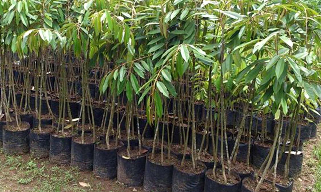 Pupuk untuk Bibit Durian, Maksimalkan Pertumbuhan Durian