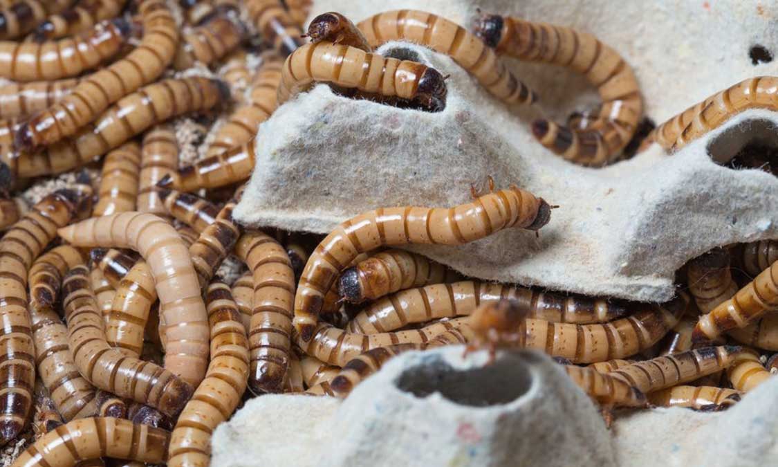 Pakan Alternatif Ternak Burung & Unggas: Ulat Jerman