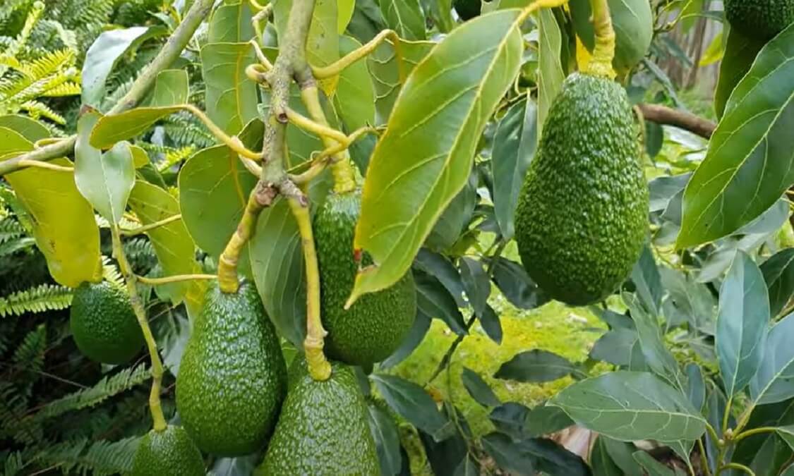 Pupuk Booster Alpukat, Tingkatkan Produktivitas Tanaman Alpukat