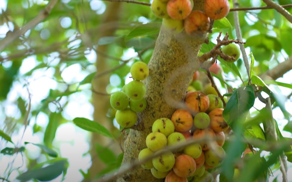 Pupuk Buah Tin, Maksimalkan Produktivitas Budidaya Buah Tin