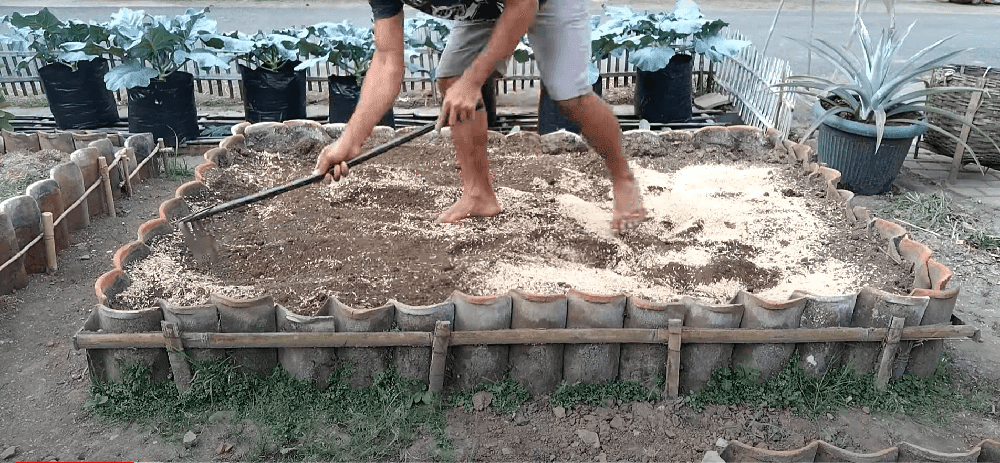 Panduan Budidaya dan Cara Menanam Kubis untuk Pemula