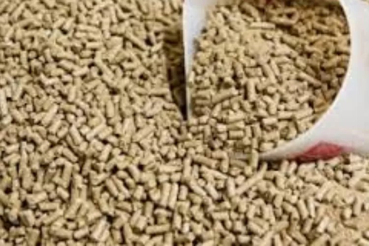 Jenis Makanan Burung Perkutut yang Tepat agar Cepat Gacor