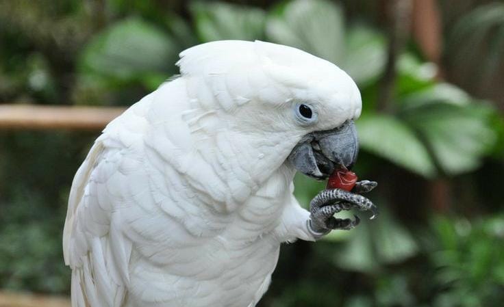 Makanan Burung Kakatua Agar Burung Sehat dan Berbulu Indah