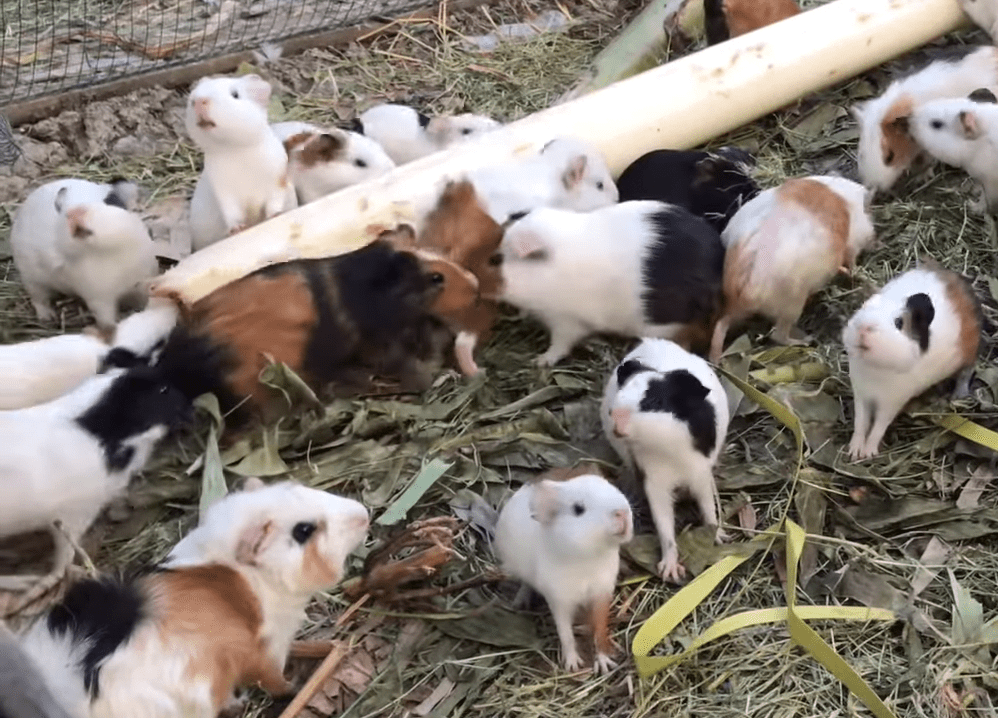 Panduan Cara Ternak Marmut untuk Pemula & Tips Perawatannya