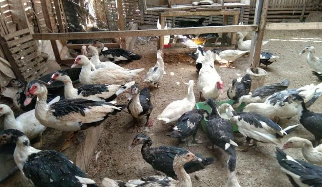 Kandang Entok: Ukuran, Jenis dan Teknis Perawatannya