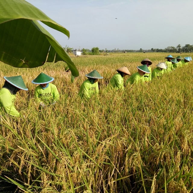 Tips Mengatasi Serangan Hama Wereng Pada Padi Yang Terbukti Efektif