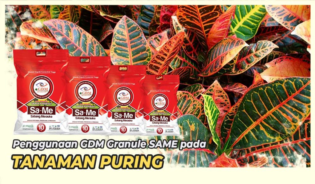 Jenis dan Dosis Pemupukan Tanaman Puring Supaya Lebih Ngejreng ...