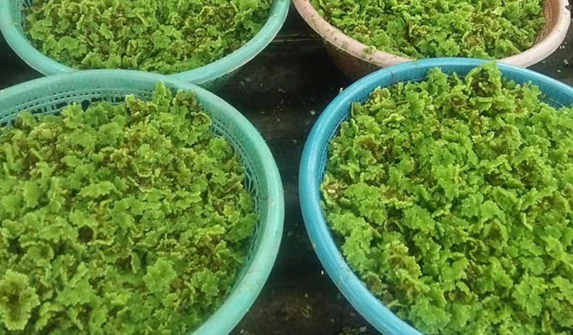Pakan Ikan Lele Cepat Besar: Jenis, Kebutuhan Nutrisi dan Cara ...