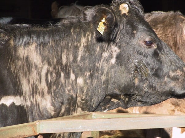 Penyakit Kulit Pada Sapi (Scabies): Cara Mengobati, Gejala, Penyebab ...